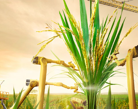 InGrain® - Sumitomo Chemical Brasil