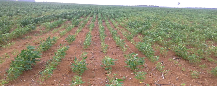 Scutigerella immaculata | Sumitomo Chemical [2024]