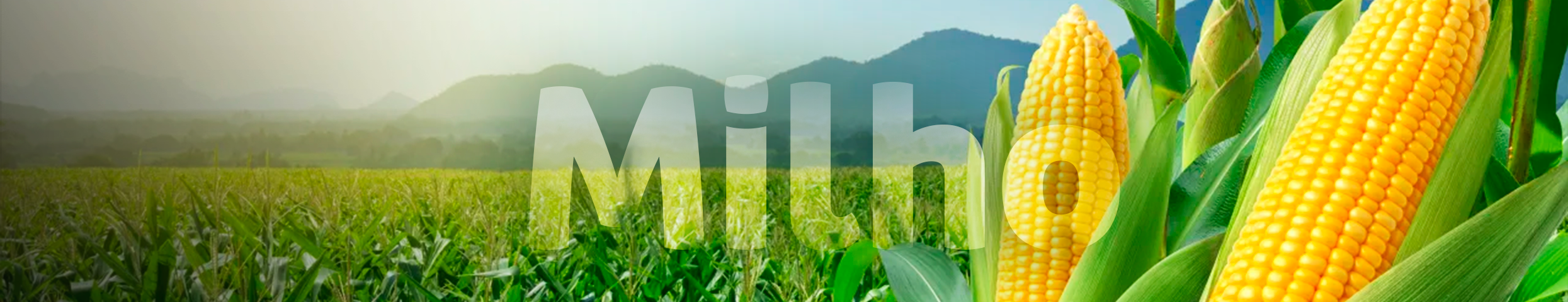 Milho | O cereal mais versátil e tradicional no mundo